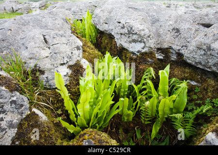 Harts tongue fern in limestone Stock Photo - Alamy