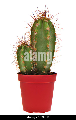 Two Cactus with Thorns in a Pot isolated on white background. Two ...