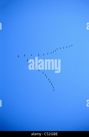 Canadian Geese fly in a formation shape in a V Stock Photo - Alamy