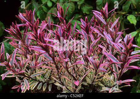 Hebe 'Heartbreaker' hebes red crimson leaf leaves foliage garden plant ...