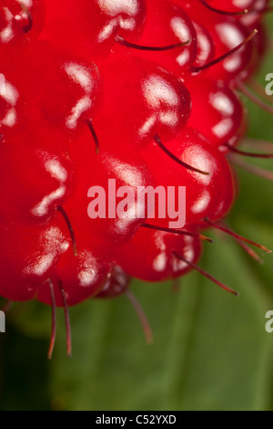 raspberry, macro of a ripe fruit Stock Photo - Alamy