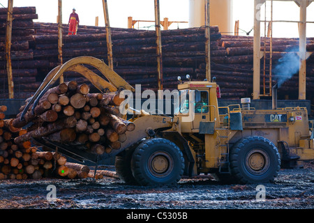 Log ship being loaded with Sitka Spruce from Chiniak and Sequel Point ...