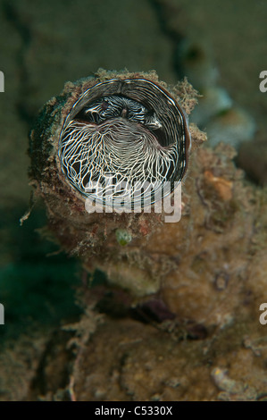 Vermetid worm shell Dendropoma maxima peeks out of burrow Dumaguete ...