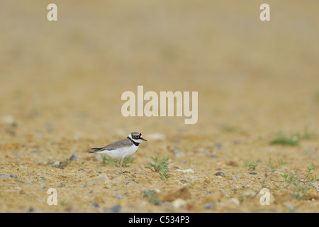 Little ringed plover - Little plover - Ring-necked plover (Charadrius ...