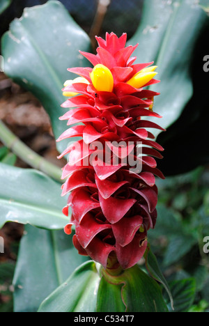 Yellow ginger costus barbatus, tropical flower with white wings Stock ...