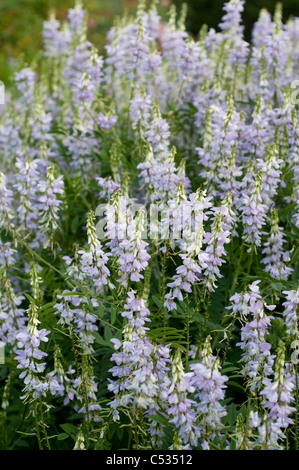 Goat's rue, French lilac, Italian fitch, Professor-weed (Galega ...