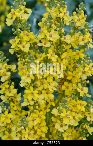 small yellow flowers Stock Photo - Alamy
