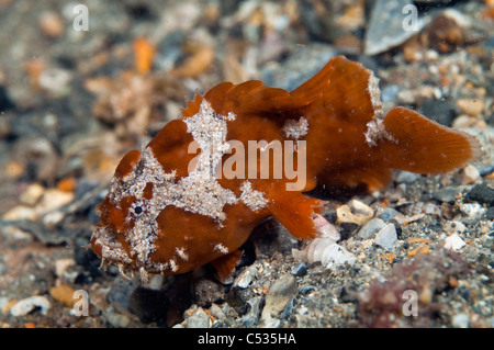 Prickly Anglerfish (Echinophryne crassispina) photographed underneath ...