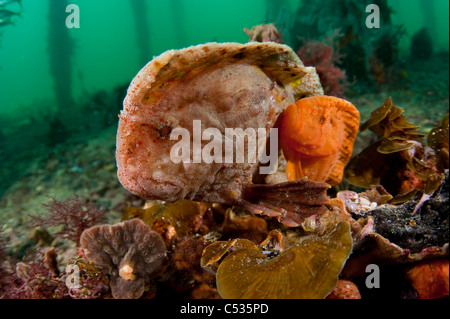 A pair of Warty Prowfish (Aetapcus maculatus) rests underneath the ...