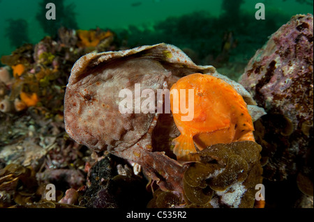 A pair of Warty Prowfish (Aetapcus maculatus) rests underneath the ...