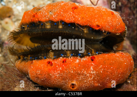 Fan Shell or Doughboy Scallop (Chlamys asperrimus) photographed in ...
