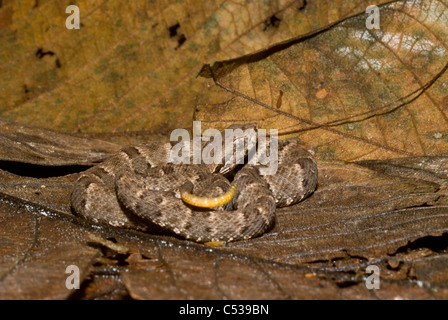 Baby Fer-de-Lance (Bothrops asper) in Ecuador Stock Photo - Alamy