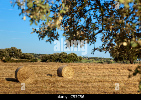 lonely tree in a alentejo farm, the south of portugal Stock Photo - Alamy