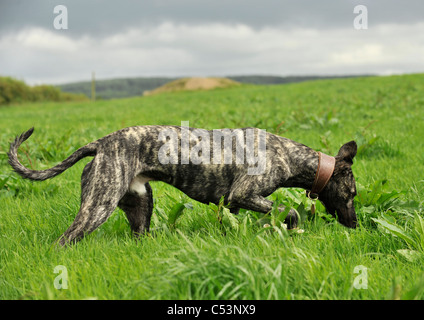 a lurcher dog hunting in a field Stock Photo - Alamy