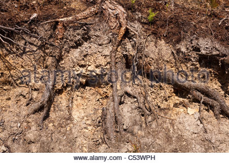 roots of tree exposed by soil erosion andean highland peru Stock Photo ...