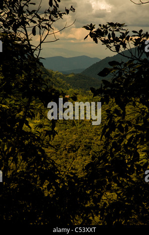 Cloud forest Alto Mayo Protection Forest Reserve Amazonas Peru Stock ...