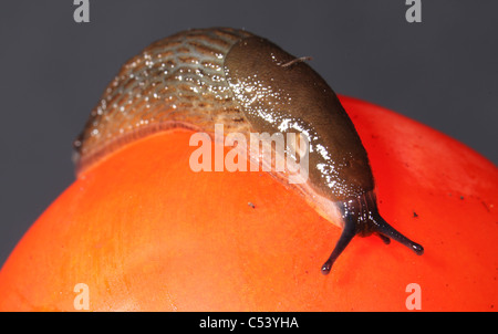 Slug on tomato Stock Photo - Alamy