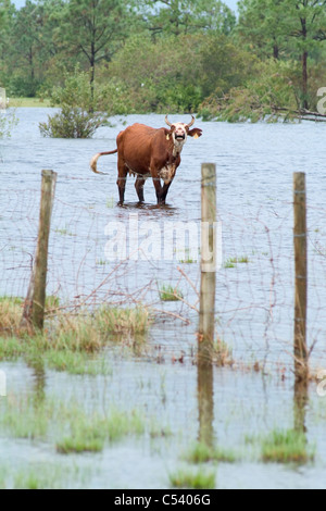 cattle stands in Florida flooded pasture Stock Photo - Alamy