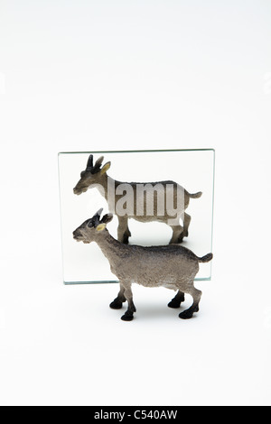 Mirror reflection. A toy goat reflected in a plane mirror Stock Photo ...