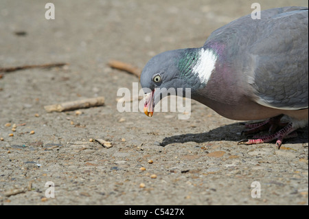 Wood pigeon picking up grain withs its beak from the top of a wooden ...