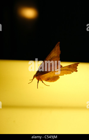 Moth sitting on the lamp night picture Stock Photo - Alamy