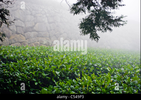 Tea plantation, Alishan National Park Scenic Area, Chiayi, Taiwan Stock ...