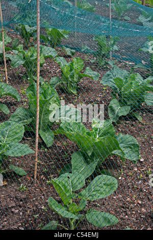 Cabbage white butterfly netting, butterflies laying eggs on the netting ...