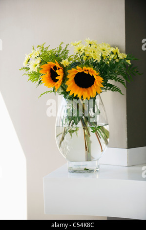 Sunflowers (Helianthus annuus) in a sunflower field, Fischbeck, Saxony ...