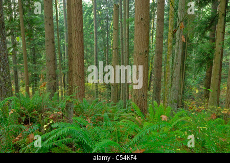Forest in Redmond Watershed Preserve, Seattle Metro Area, Washington ...