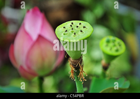 Small buds of lotus flower with green leaves in a lake of green water ...