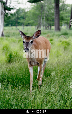 White-tailed doe walking in the deep winter snow Stock Photo - Alamy