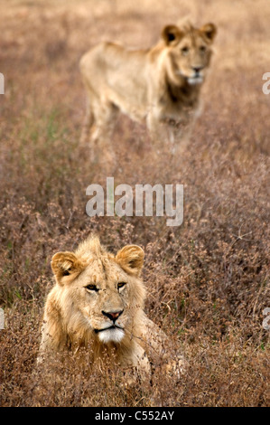 A calm male Lion sitting on the ground in Kruger National Park Stock ...