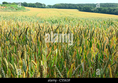 Wheat field. Background of ripening ears of meadow wheat field Stock ...