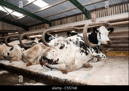 Dairy cattle housed in a cubicle shed. North Yorkshire, UK Stock Photo ...