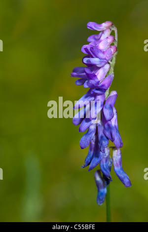 UK Britain wild flowers Tufted Vetch Clover and Pea Family Leguminosae ...