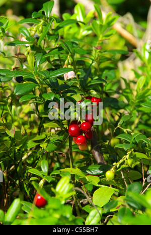 Cowberry bush fruits Stock Photo - Alamy