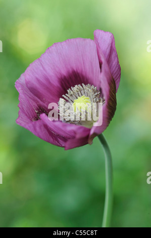 A close-up image of Papaver orientale 'Mrs Perry' Stock Photo - Alamy