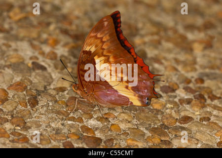 Flame-Bordered Charaxes (Charaxes protoclea) butterfly in a green leaf ...