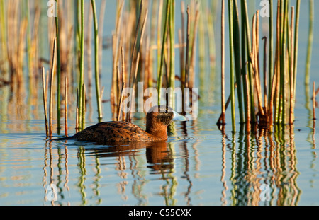 Masked Duck (Nomonyx dominicus), adult male, breeding plumage, swimming ...