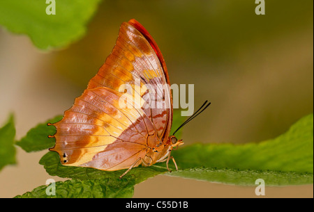 Flame-bordered emperor, Flame-bordered charaxes (Charaxes protoclea ...