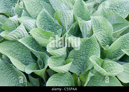 Hosta undulata var. erromena Stock Photo - Alamy