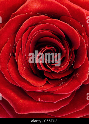 Beautiful colorful Rose with water drops Stock Photo - Alamy