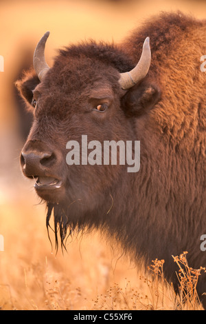 Close-up of an American bison (Bison bison) , Hayden Valley ...