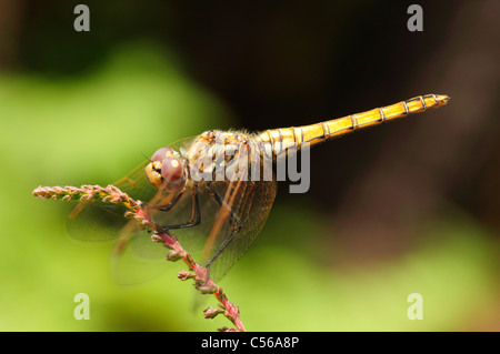 Female Violet Dropwing (Trithemis annulata Stock Photo - Alamy