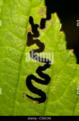 Green Leaf eaten by larva streamer Stock Photo - Alamy