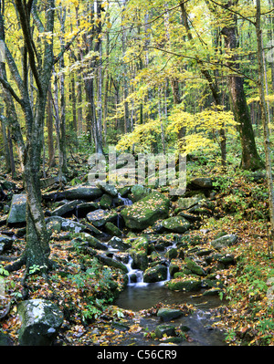 A beautiful landscape of a small creek amid a lush green forest Stock ...