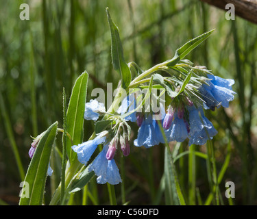 mountain bluebells (Mertensia ciliata Stock Photo - Alamy