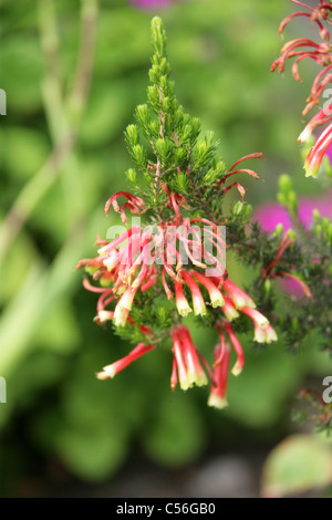 Outeniqua Heath, Erica versicolor, Ericaceae. South Africa Stock Photo ...
