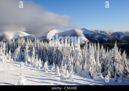 On the summit of Mont Hogsback in Winter in the Chic Chocs, Parc de la ...