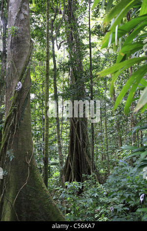 rainforest tree, St Lucia Stock Photo - Alamy